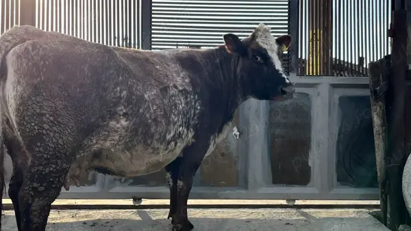 Vaca Baltata romaneasca Iasi - Animale