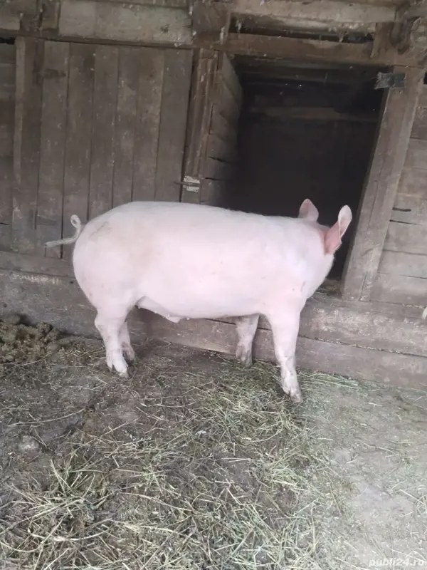Vind porc landras Covrigi - Animale