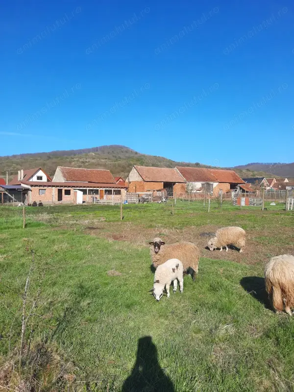 Vând 4 oi turcane cu 4 miei Sibiu - Animale