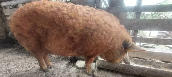 Vand 2 scroafe mangalita gestante Nadar - Animale