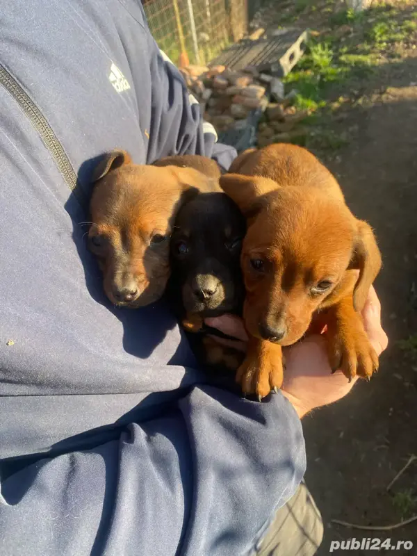 Pui Teckel talie mica Brasov - Animale