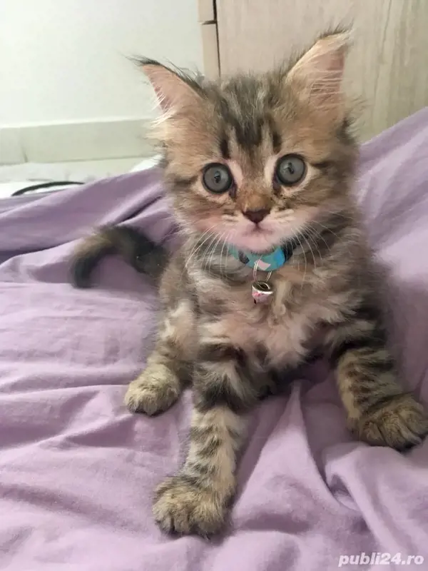 Norvegiana de Padure Sector 5 - Animale