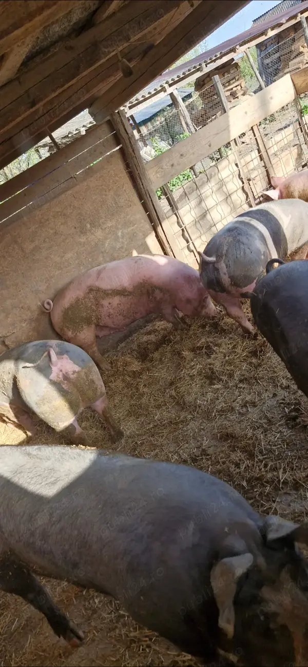 Porci de vanzare 120-150 kg Saucani - Animale