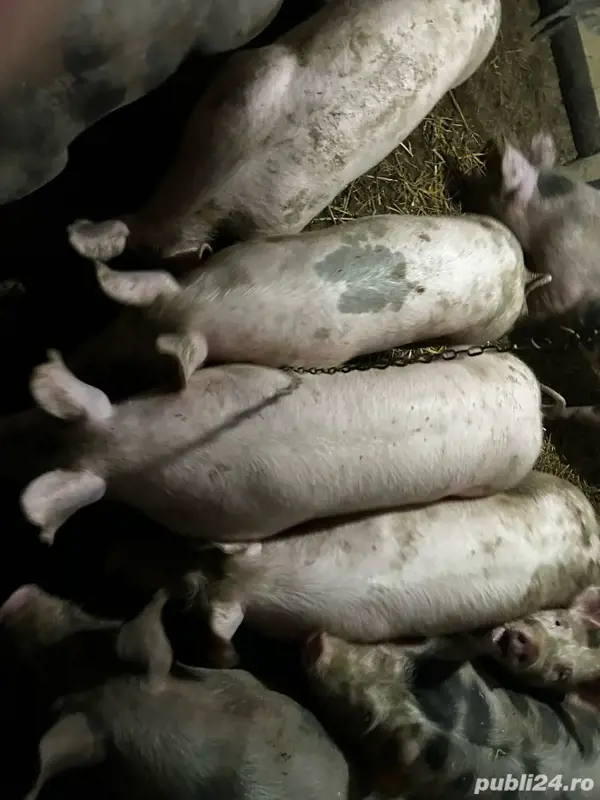 Purcei de vanzare Giurgiu - Animale