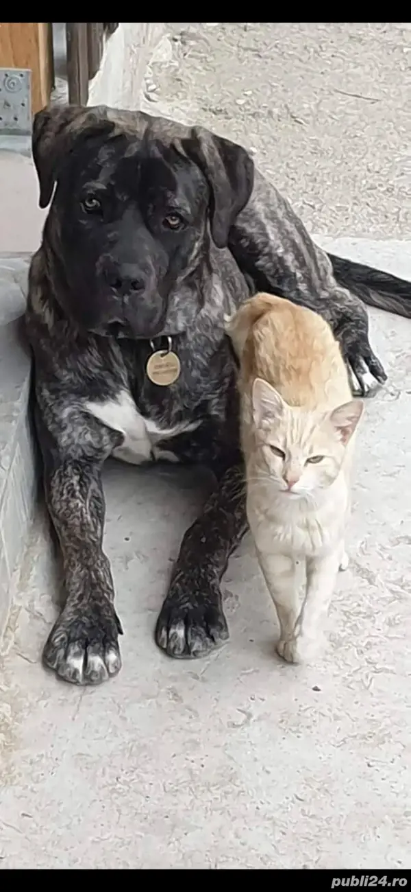 Donez cane corso tigrat Beregsau Mare - Animale