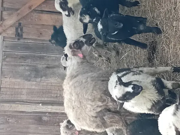 Vând oi turcane Suceava - Animale