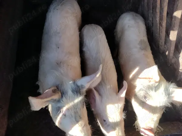 Vand purcel si purcica rasa de carne Focsani - Animale