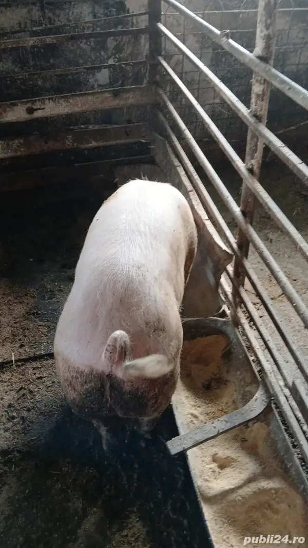 Porci 12,5 Ron kg Maracineni - Animale