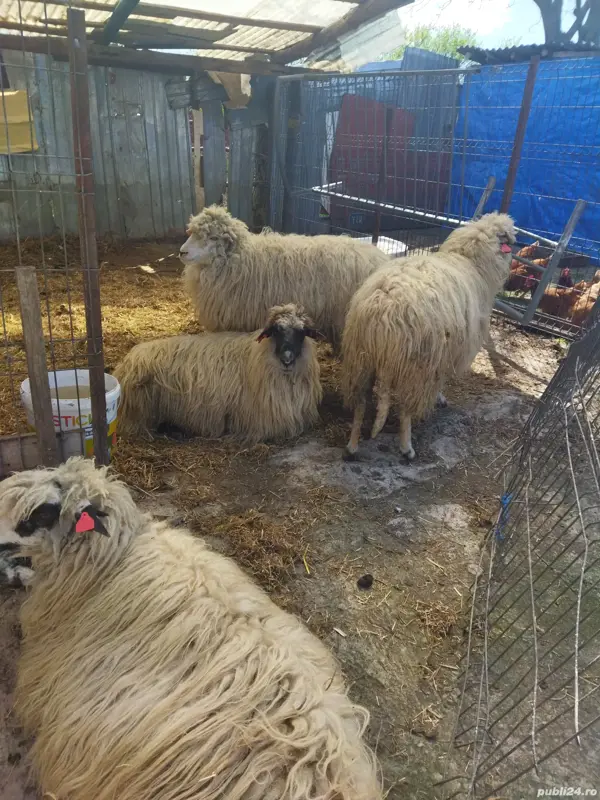 Vînd oi Sibiu - Animale