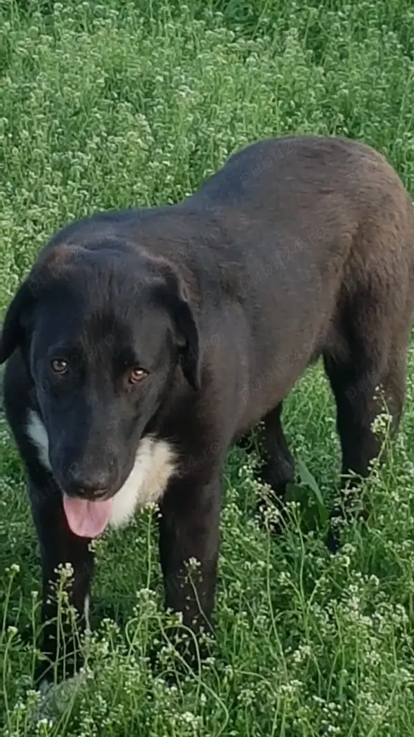 Top,femela 5 luni Ciobanesc de Asia Centrala,Alabai,catel,Cao,pui,femela fatata in Decembrie ...