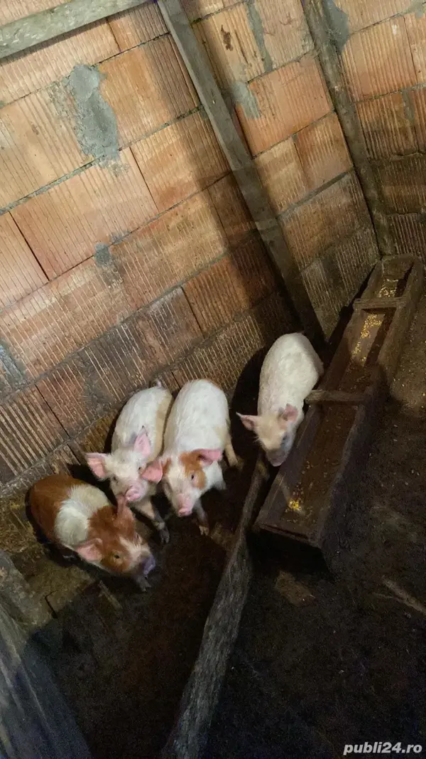 Vand purcei Lunca Ilvei - Animale