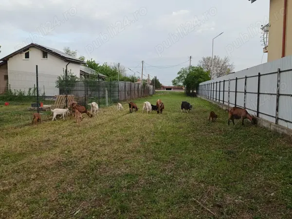 Capre alpine franceze cu iezi Zahanaua - Animale
