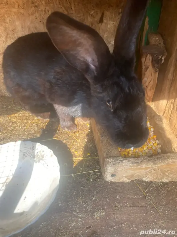 Iepuri fluture german Beliu - Animale