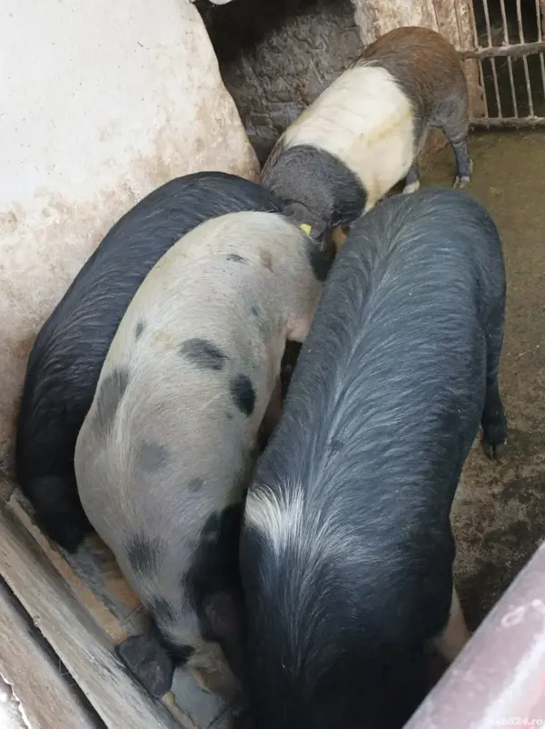 Porci 120-140 kg Bucerdea Granoasa - Animale