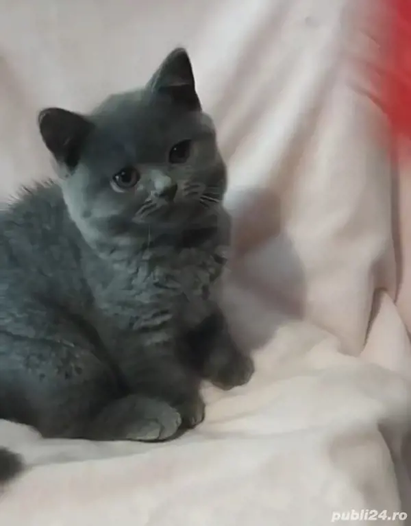 British blue Bacau - Animale