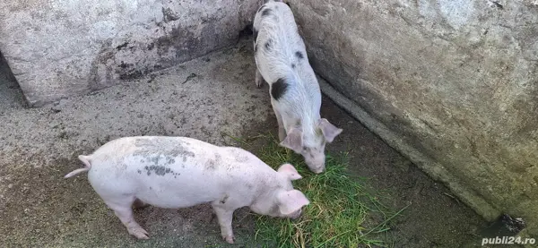 Vând purcei Satu Mare - Animale