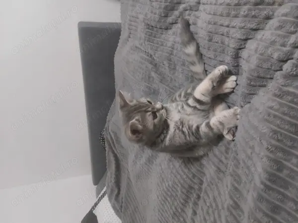 Pisoi british longhair Sector 6 - Animale