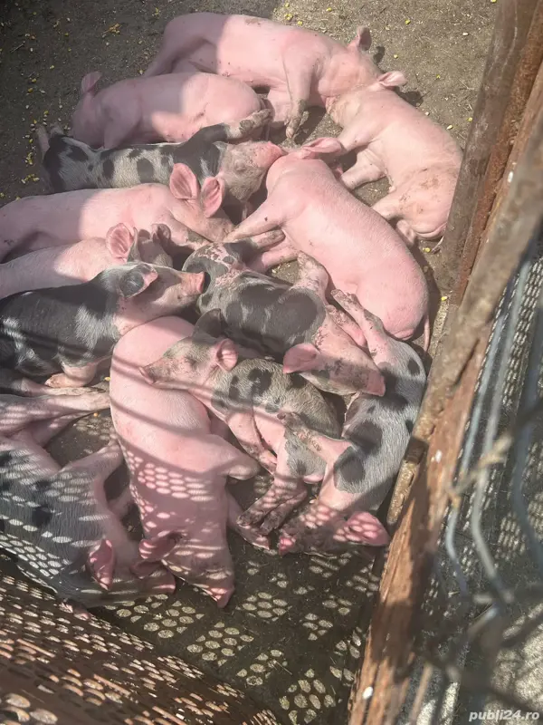 Purcei de vânzare Targu Jiu - Animale