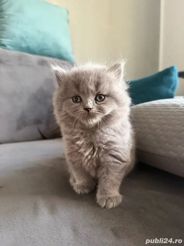 Vand pisoi british shorthair blue Timisoara - Animale