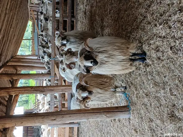 Vand 4 berbeci in viu sau taiati Ionesti - Animale