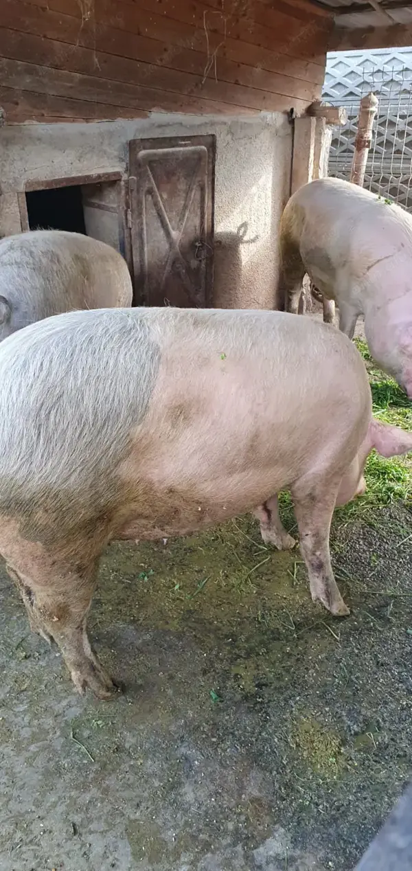 Porci mari pentru sacrificare Branisca - Animale