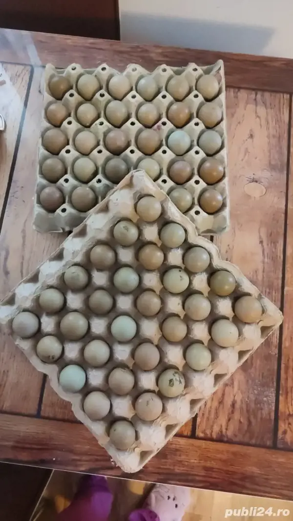 Oua motate olandeza Tariceni - Animale