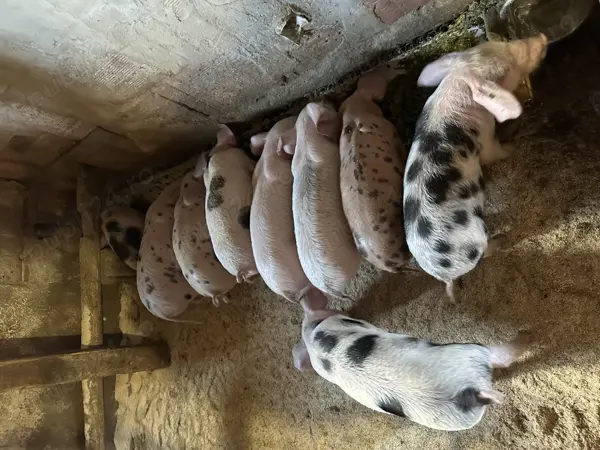 Porci rasa Petrain Capu Campului - Animale