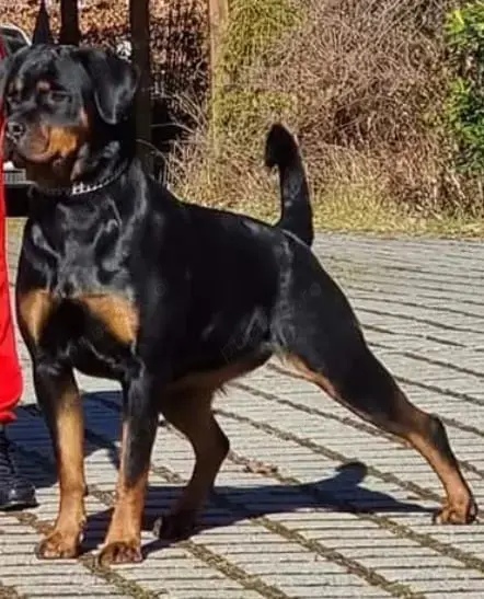 Vand caini Rottweiler cu pedigree Satu Mare - Animale