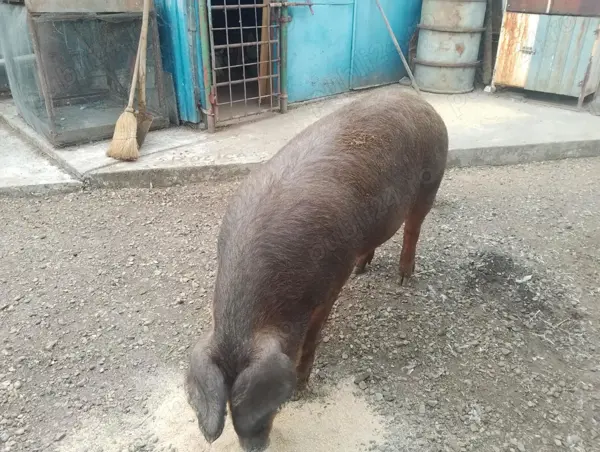 Vând scroafe gestante Oradea - Animale