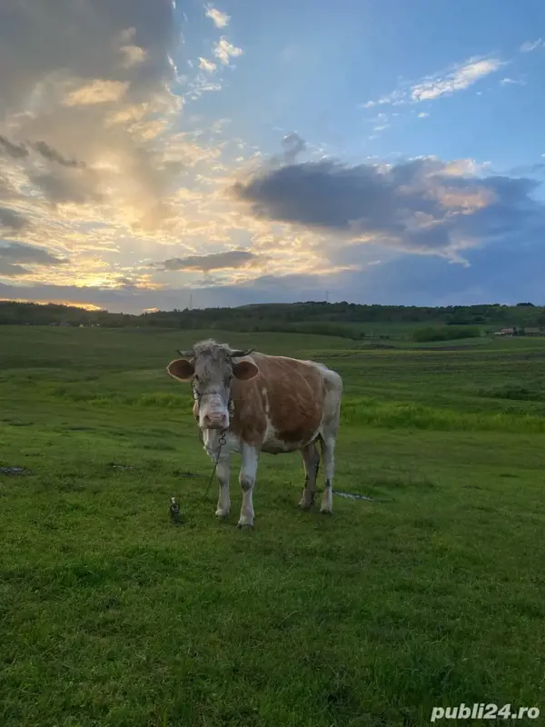 Vaca de vanzare Sarmasu - Animale