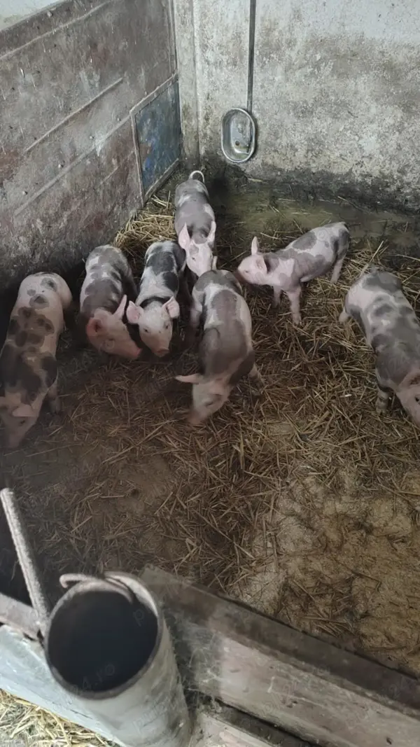 Vând purcei Timisoara - Animale