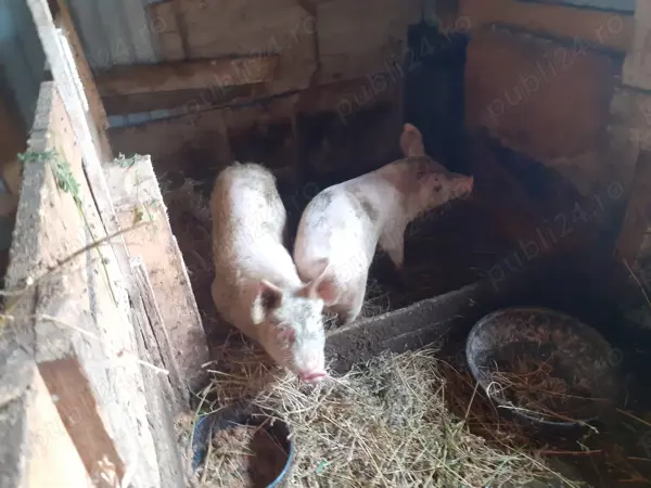 Porci de vănzare Gioseni - Animale