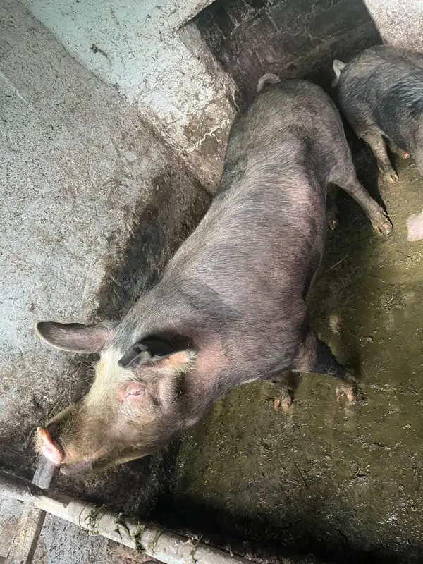 Porc de vanzare TOMSANI - Animale