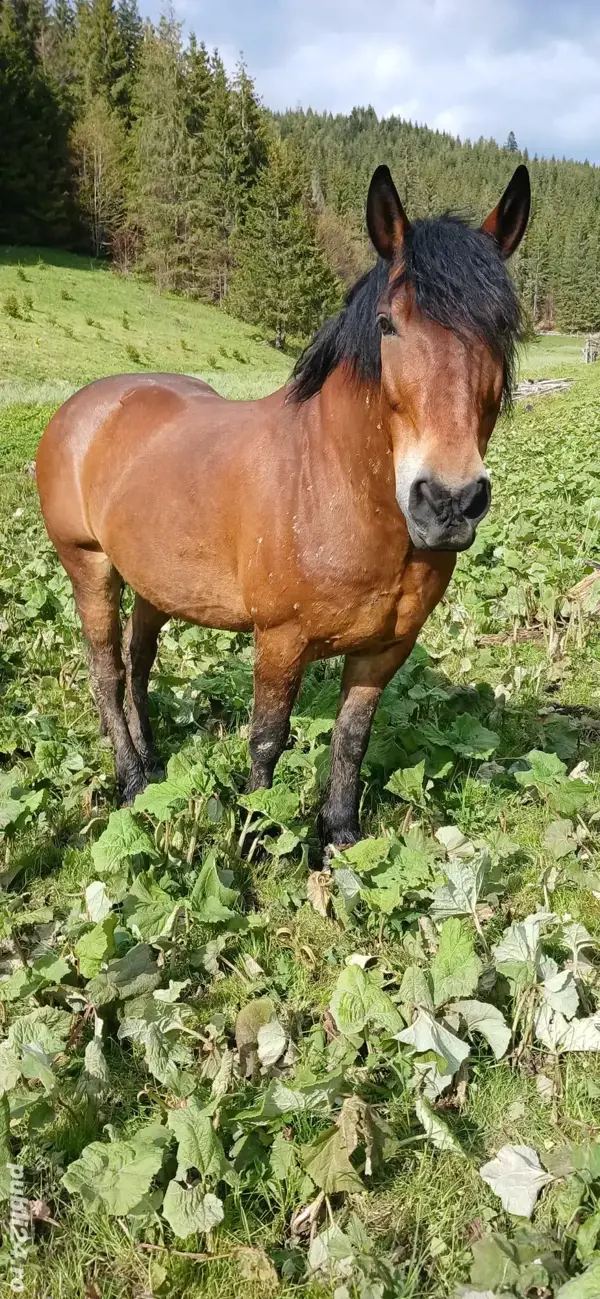 Cal de vânzare Arieseni - Animale