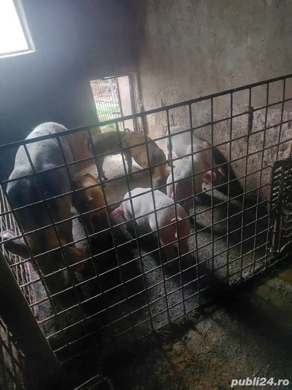 Vand purcei 2 luni jum. Oarja - Animale