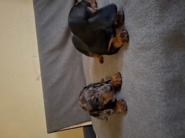 Pui Teckel 6 saptamani. Timisoara - Animale