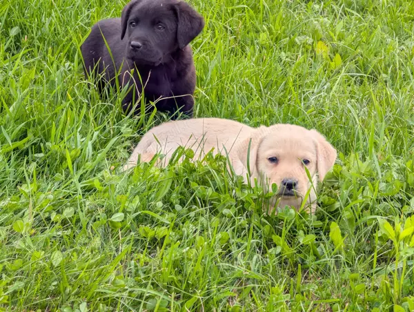 Vand catei rasa Labrador Retriver Oradea - Animale