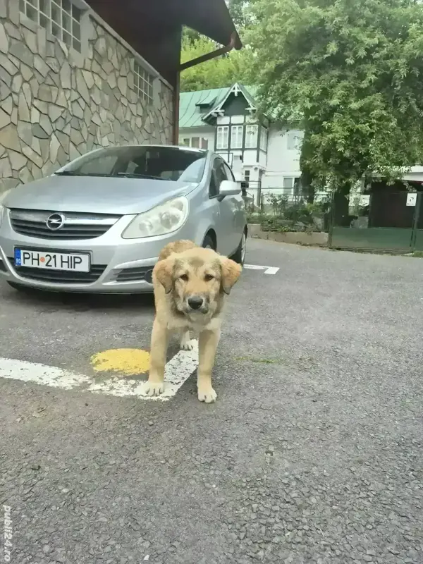 Oferim un catel de 5-6 luni Sinaia - Animale