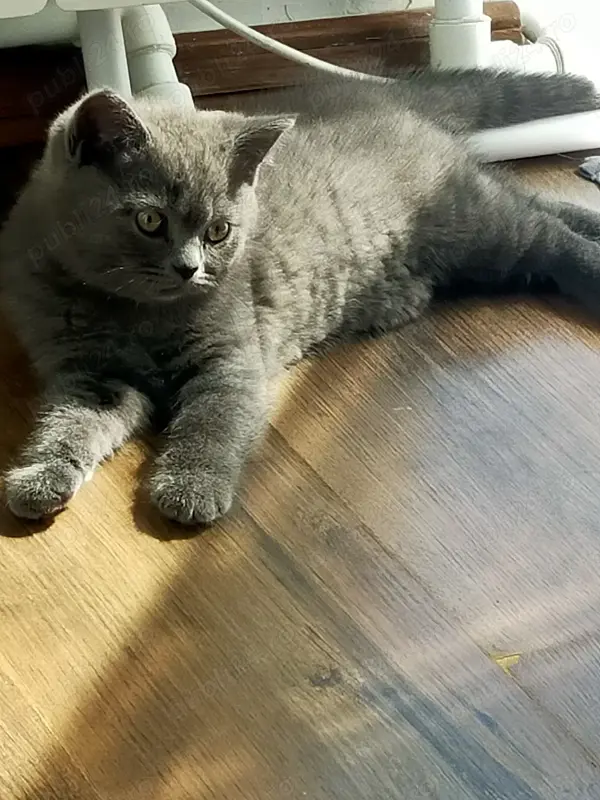 Pisoi British shorthair Mangalia - Animale