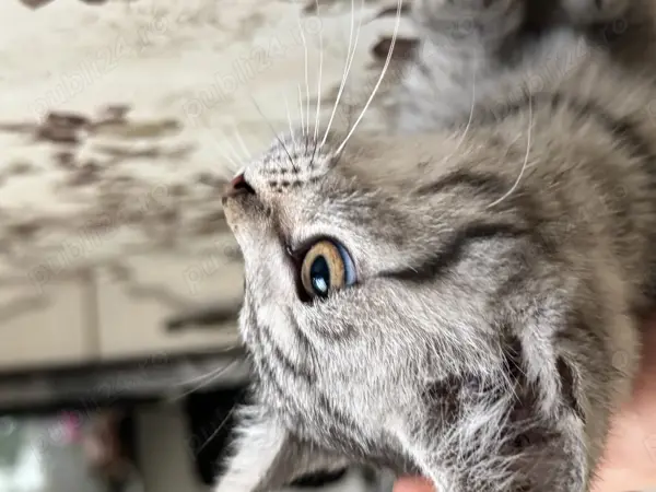 Pui pisică siberian Oradea - Animale