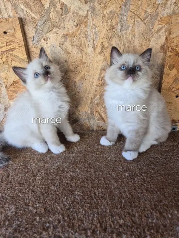 Ragdoll Bicolor Alba Iulia - Animale