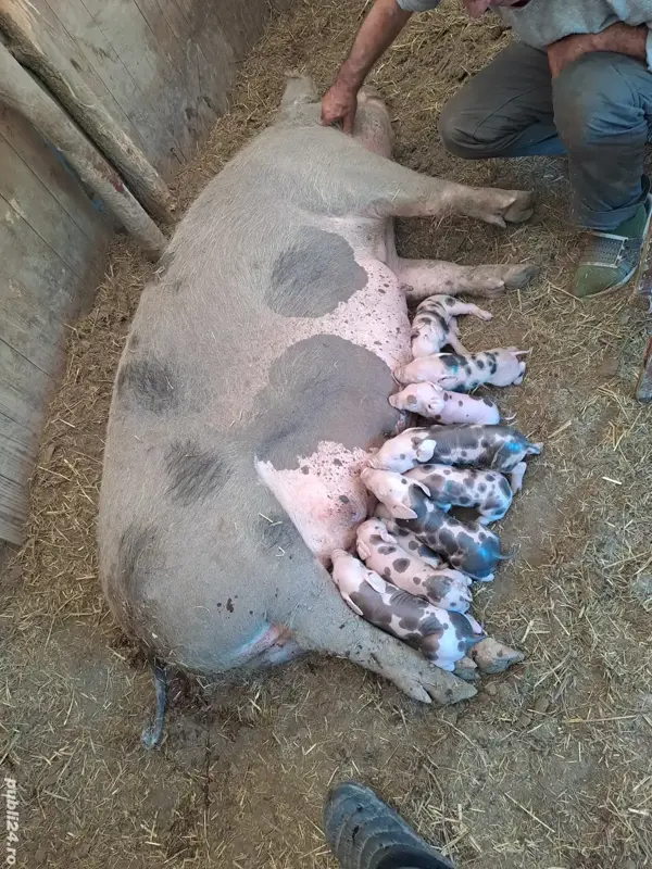 Vand purcea petran Buciumi - Animale