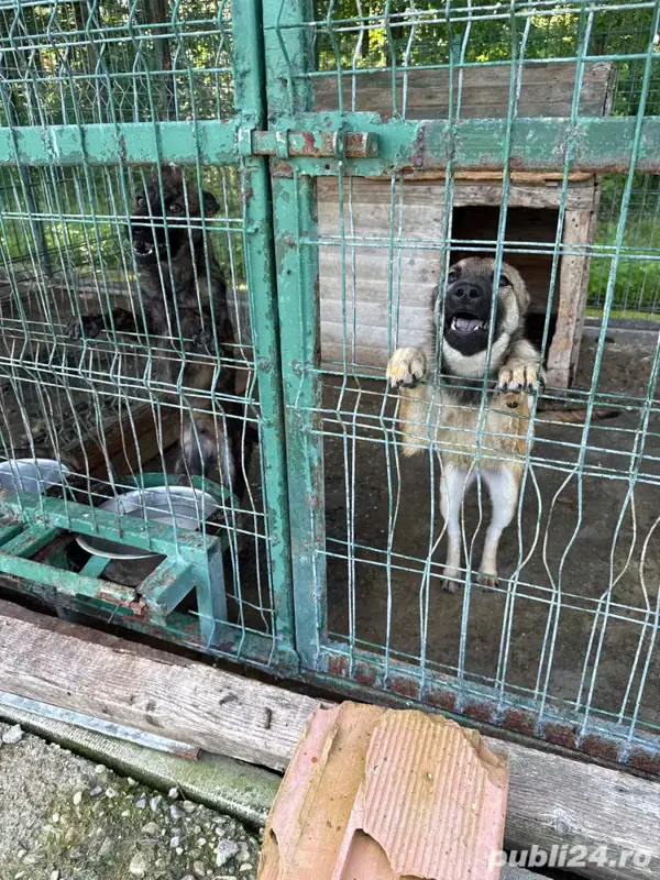 Pui lup belgian cu ceh Ghermanesti - Animale