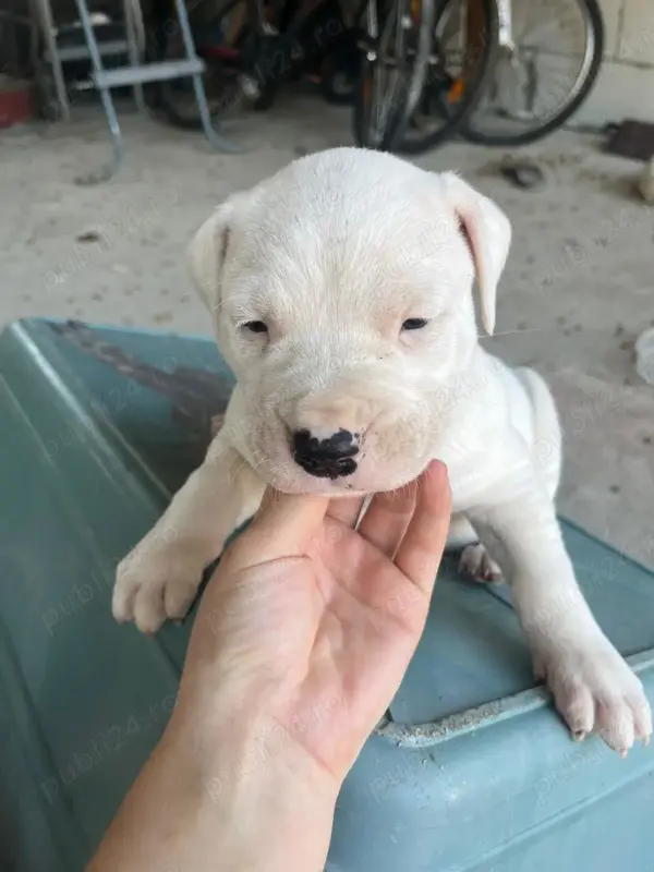 Dog argentinian rasa pura din părinții cu pedigree Miresu Mare - Animale