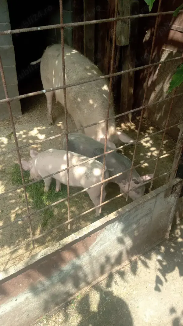 Vând purcei de 9 săptămâni Nadab - Animale