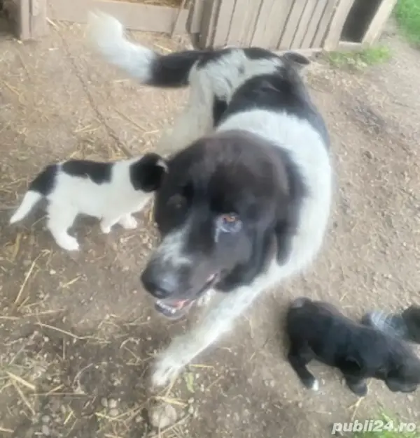 Catei ciobanesc de bucovina Buzoesti - Animale