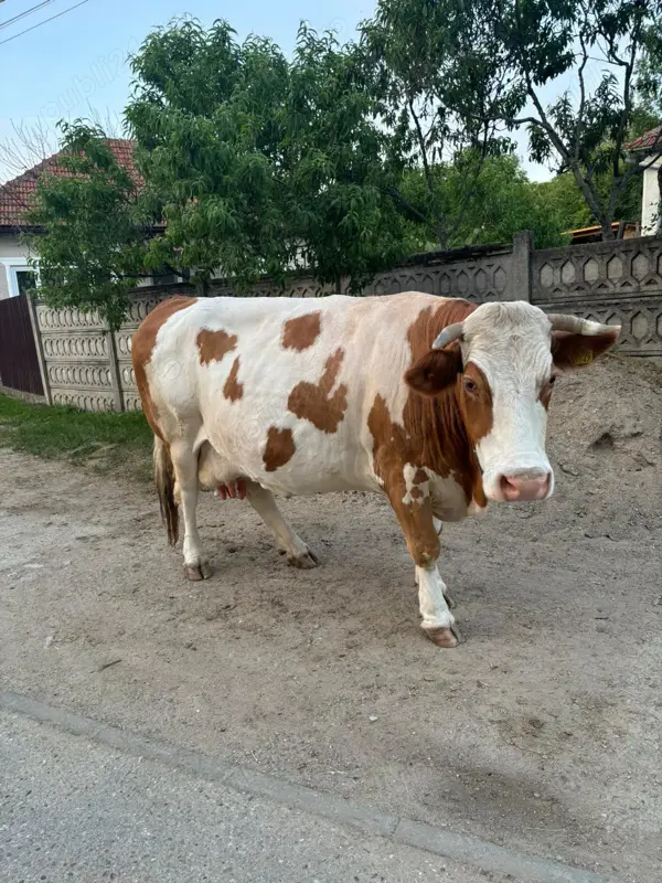 Vaca de lapte de vanzare Serel - Animale