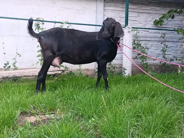 Vând capra anglo nubiana ! Pechea - Animale