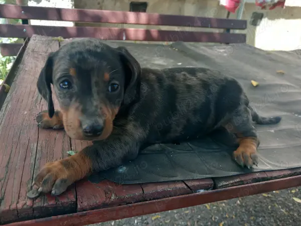 Teckel Arlechin și negru cu pete de foc Zalau - Animale