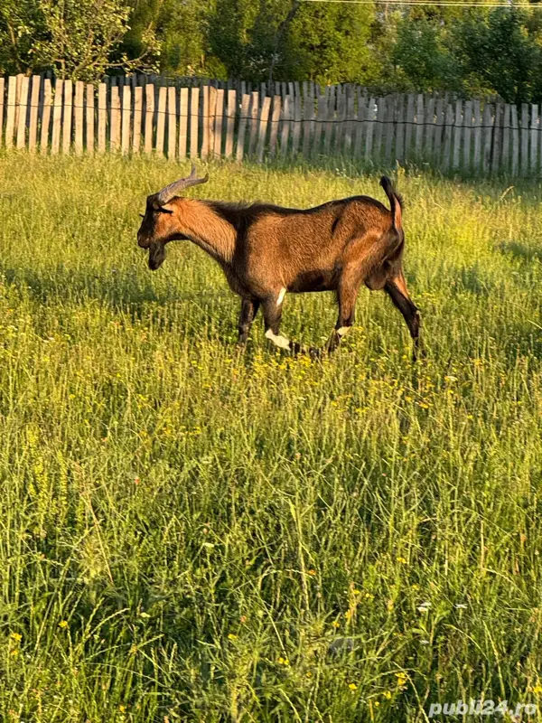 Tap anoglubian Pui - Animale